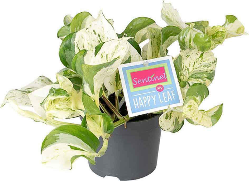 Epipremnum 'happy Leaf' 12cm | Skroutz.gr