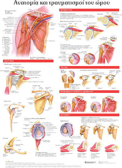 Ανατομικοσ Χαρτησ Ανατομια Και Τραυματισμοι Του Ωμου | Skroutz Βιβλία