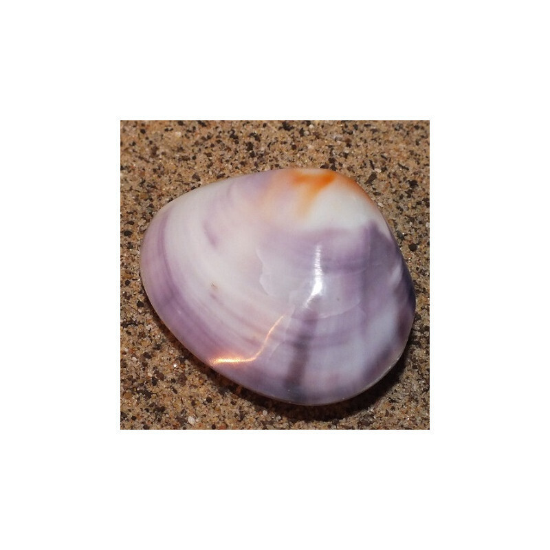 Violet Freshwater Clam 5-6cm | Skroutz.gr