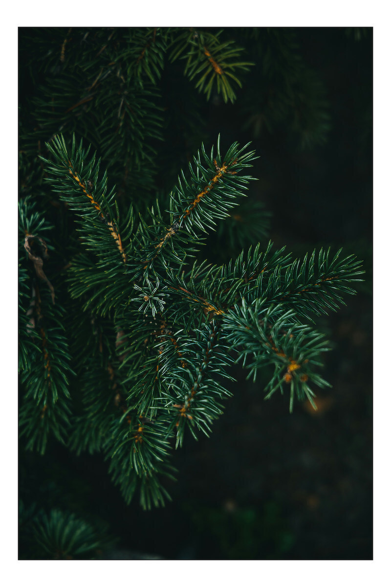 Canvas Painting "pine Branches In Dark" Ace Green Foliage Darkness ...