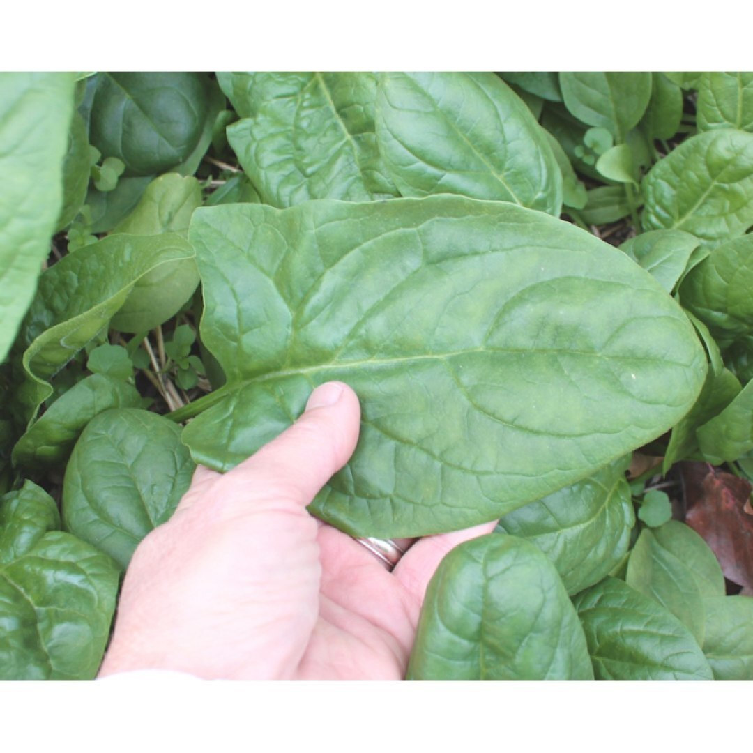Geniki Fytotechniki Athinon Seeds Spinach Giant Broadleaf Green 1kg ...