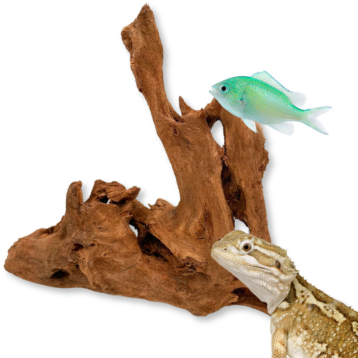 Bioroot Mangrove Root Terrarium Aquarium M 30-40cm | Skroutz.gr