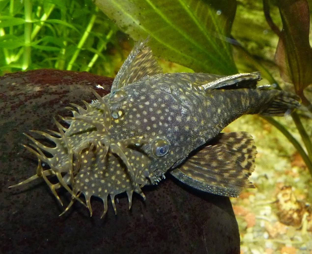 Pești de Acvariu Vie Plecostomus Dolichopterus Ancistrus Amazon Pleco Dolichopterus Ancistrus ...